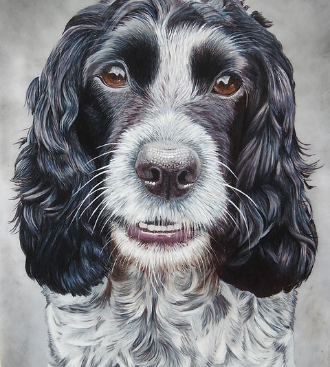 draw with rob cocker spaniel
