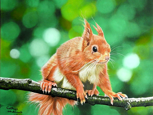 Red squirrel | mysite