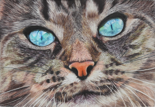 Mia the Maine coon cat | mysite
