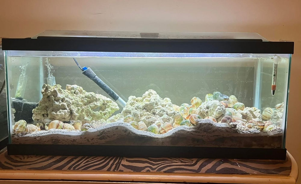 Shelldweller 20g long setup | Potomac Valley Aquar