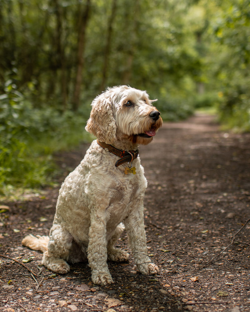 Teach the Puppy Push-up!