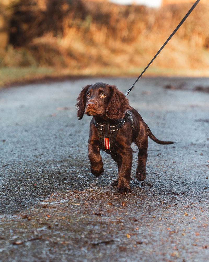 The Perfect Action Shot - Dog Photography
