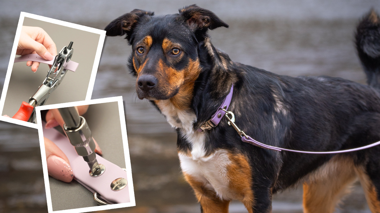 Make Your Own Hands-Free Waterproof Dog Lead