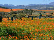 Landscape Industry News | Landscape SA | South Africa