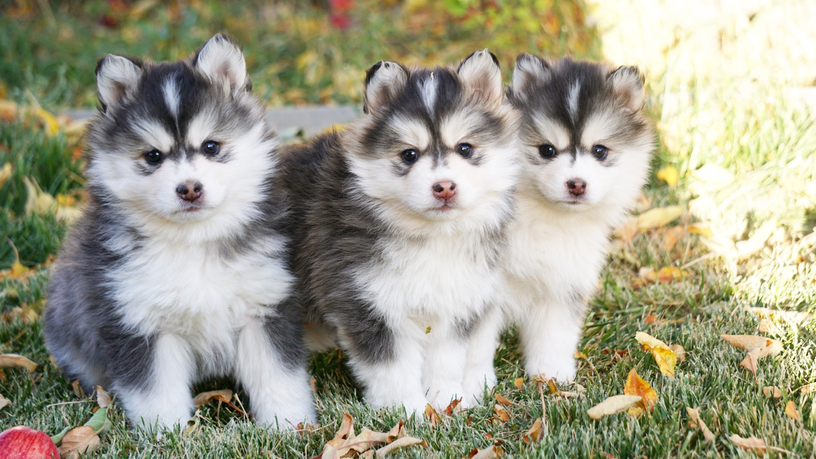 Skynic Pomskies | Pomsky Puppy Breeder
