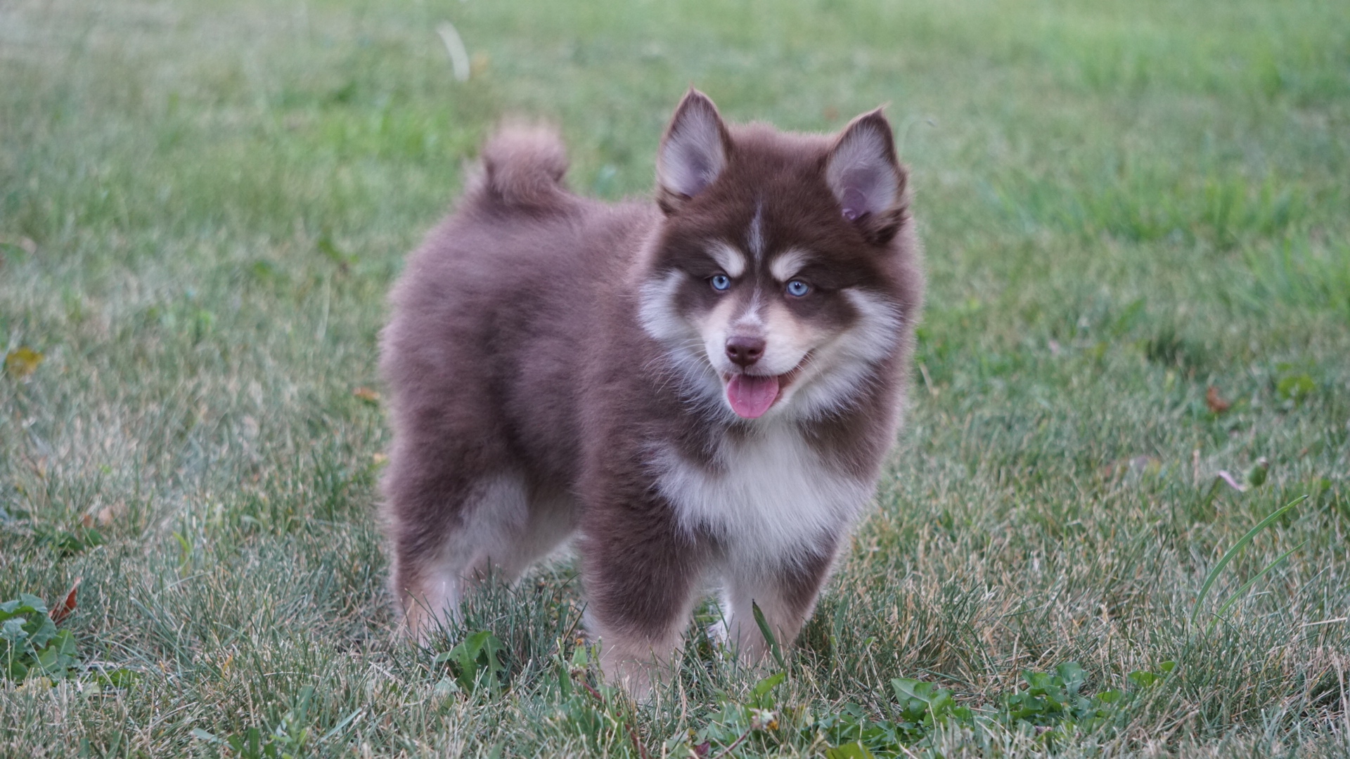 Skynic Pomskies | Pomsky Puppy Breeder
