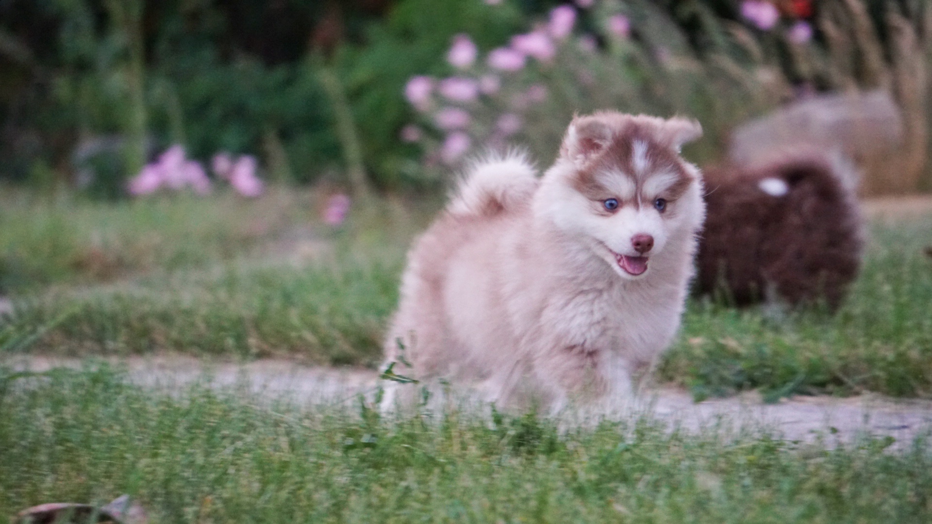 Skynic Pomskies | Pomsky Puppy Breeder