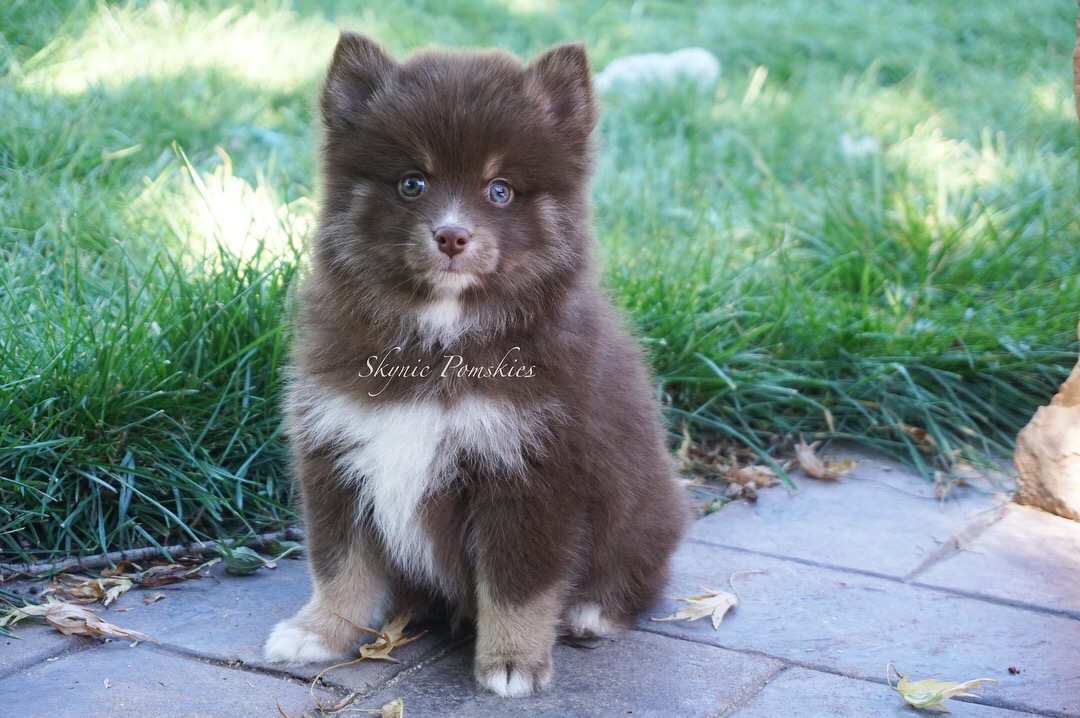Skynic Pomskies | Pomsky Puppy Breeder