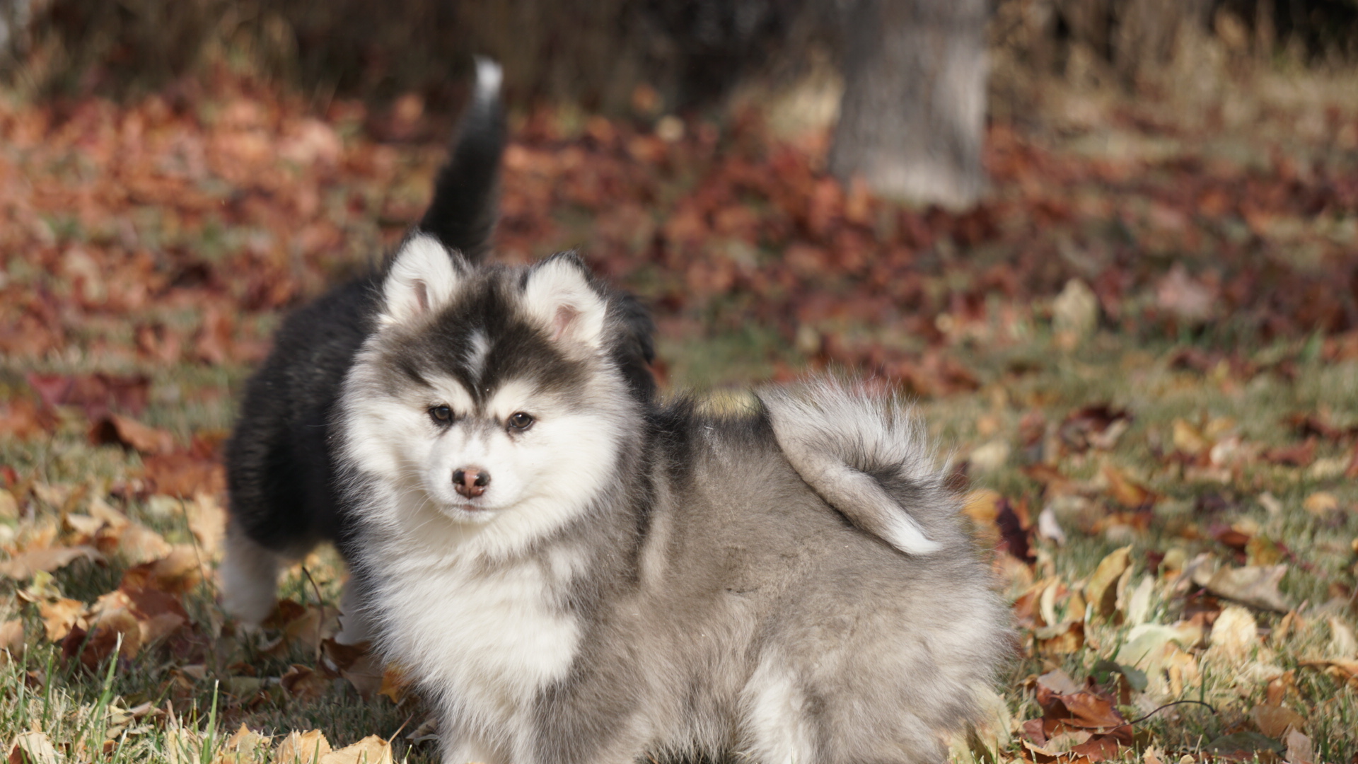 Skynic Pomskies | Pomsky Puppy Breeder