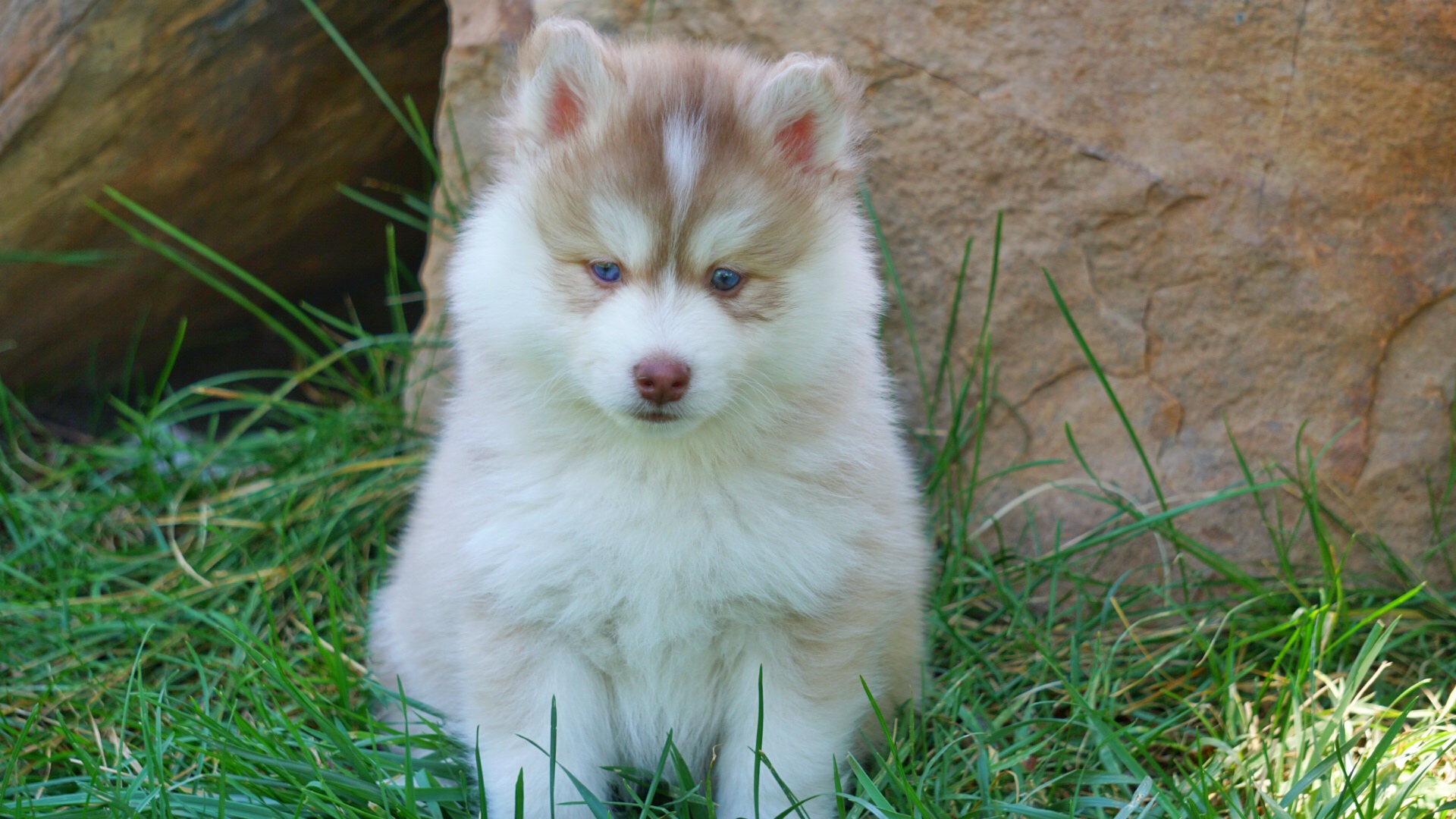 Skynic Pomskies | Pomsky Puppy Breeder