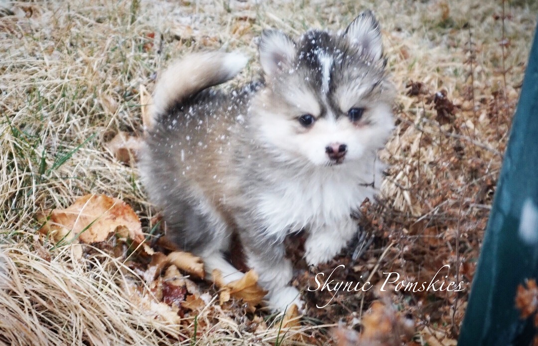 Skynic Pomskies | Pomsky Puppy Breeder