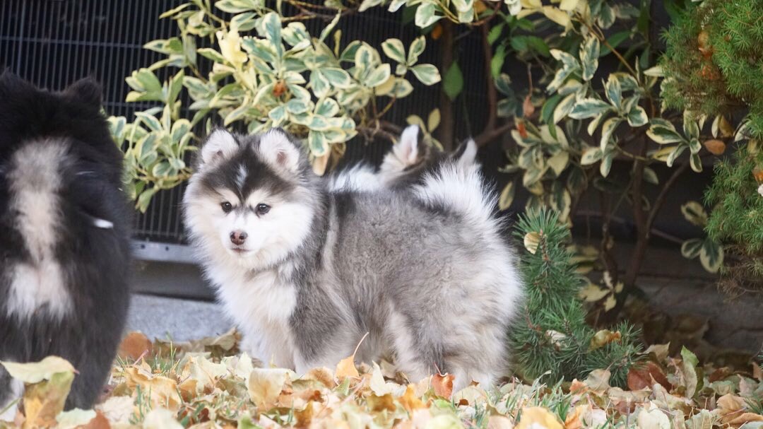 Skynic Pomskies | Pomsky Puppy Breeder