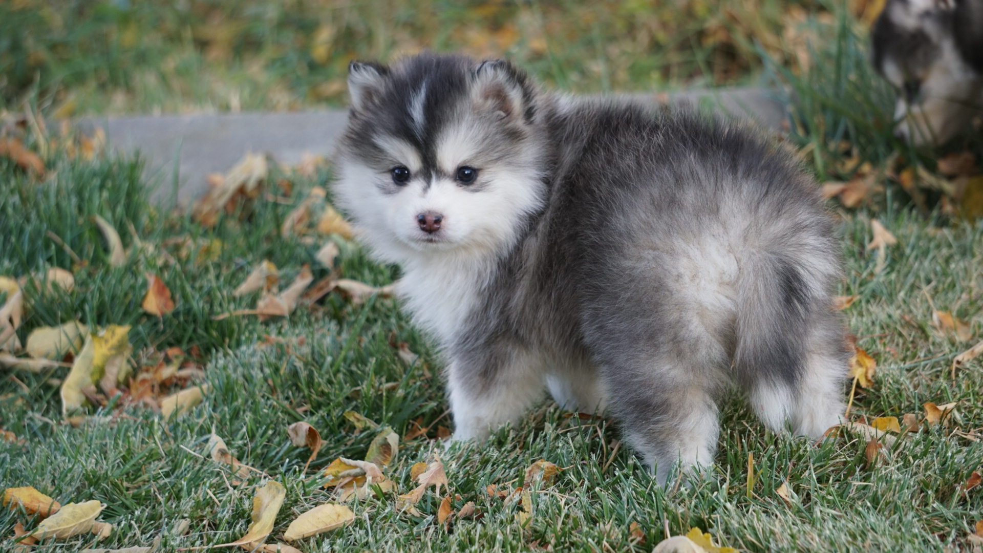 Skynic Pomskies | Pomsky Puppy Breeder