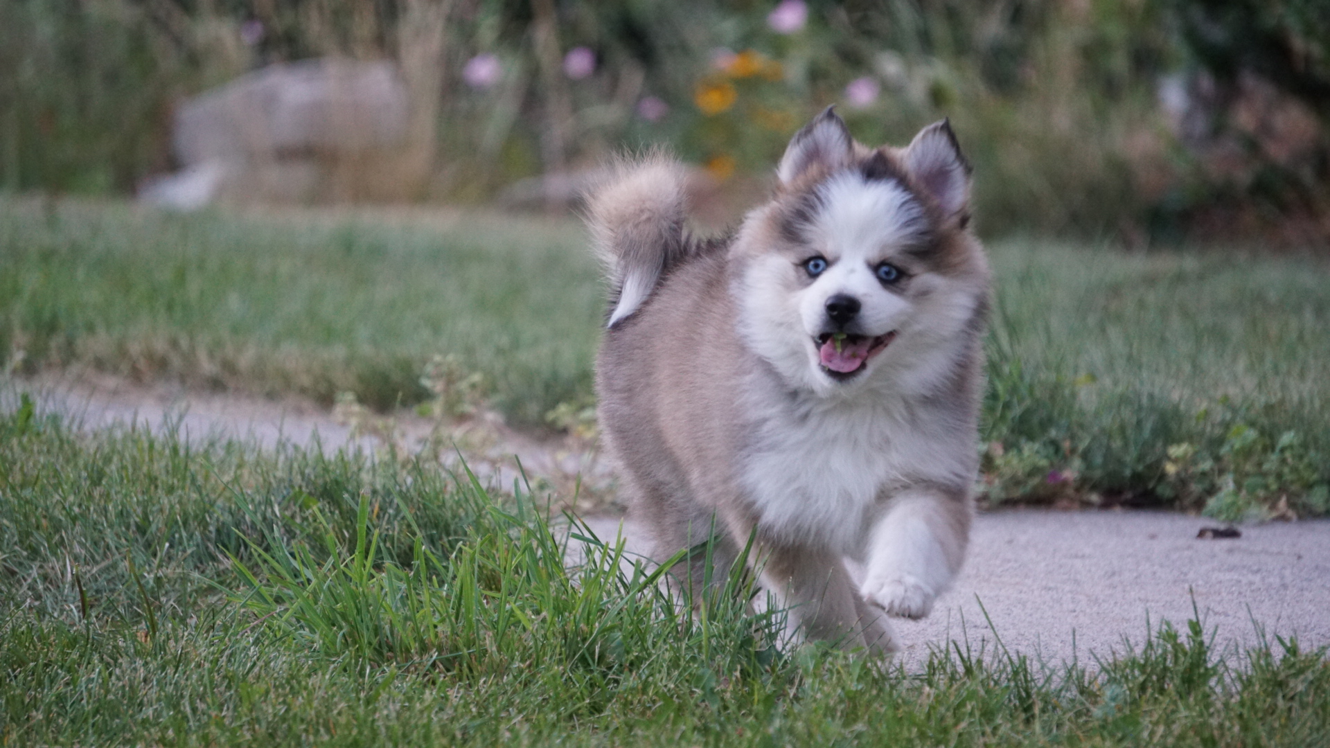 Skynic Pomskies | Pomsky Puppy Breeder