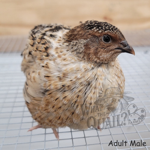 Jumbo Rotkopf Pansy | What The Quail Farms