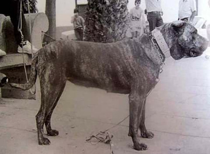 Conquistador K-9- History of the Presa Canario