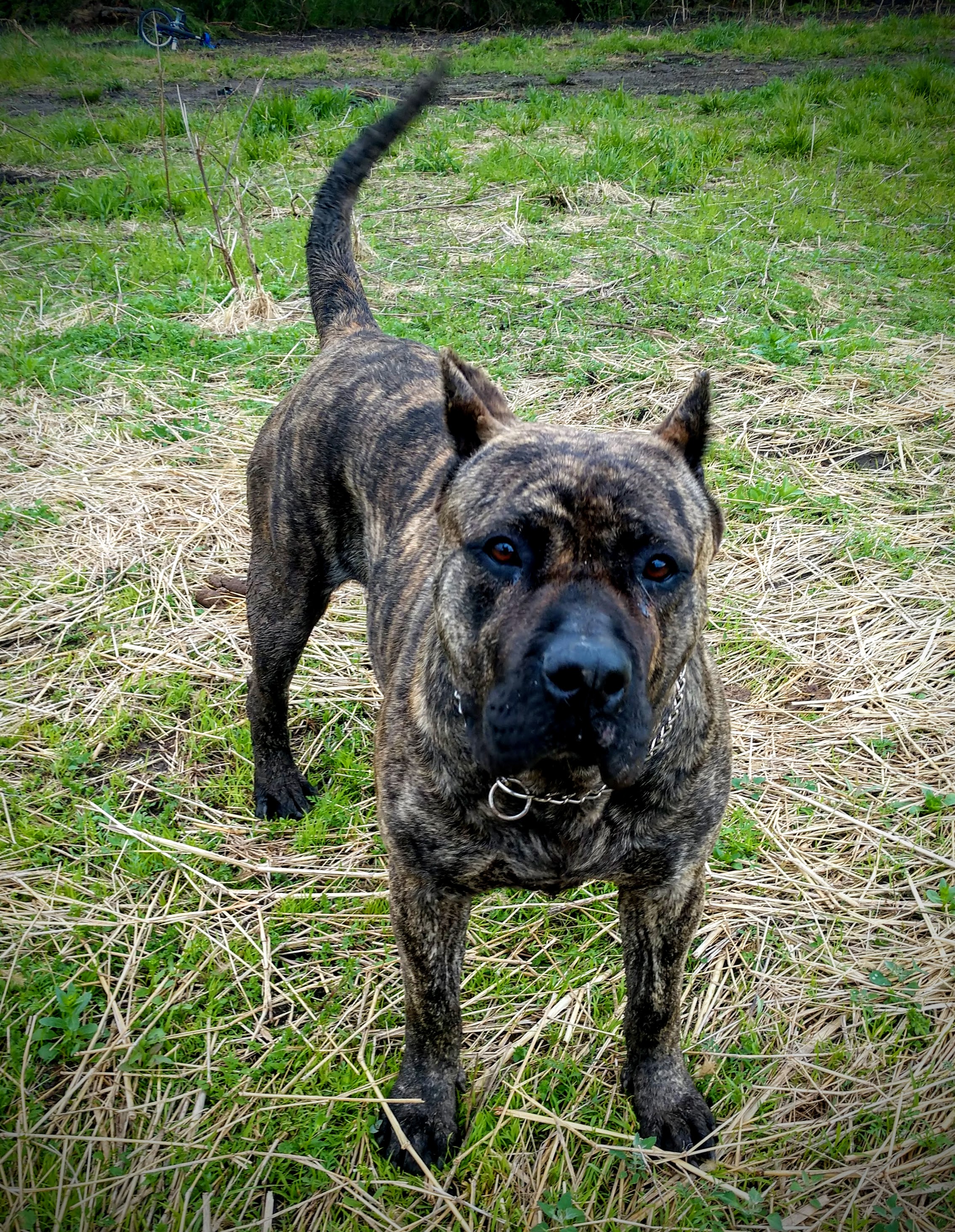 Import Presa Canario Esperanza de Barnacan Bull | Conquistador K-9