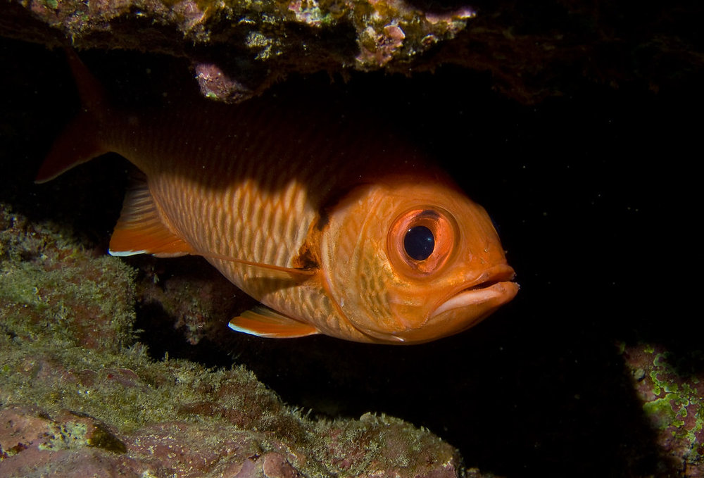 From blind amoeba to Nemo: the evolution of fish (and vertebrate) vision