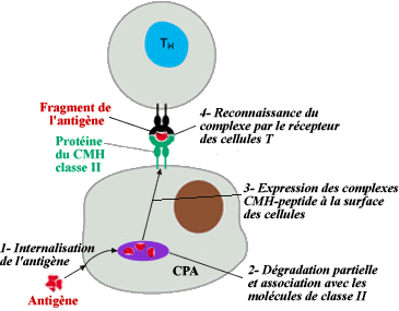 Des prédispositions génétiques au Covid-19