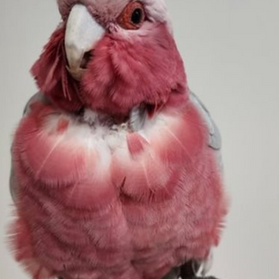 Birds For Adoption | Parrot Rescue Centre