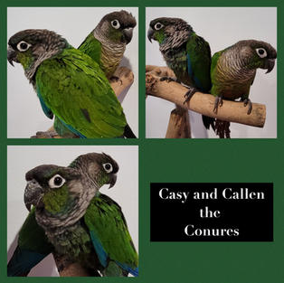 Birds For Adoption | Parrot Rescue Centre