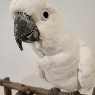 Birds For Adoption | Parrot Rescue Centre