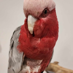 Birds For Adoption | Parrot Rescue Centre