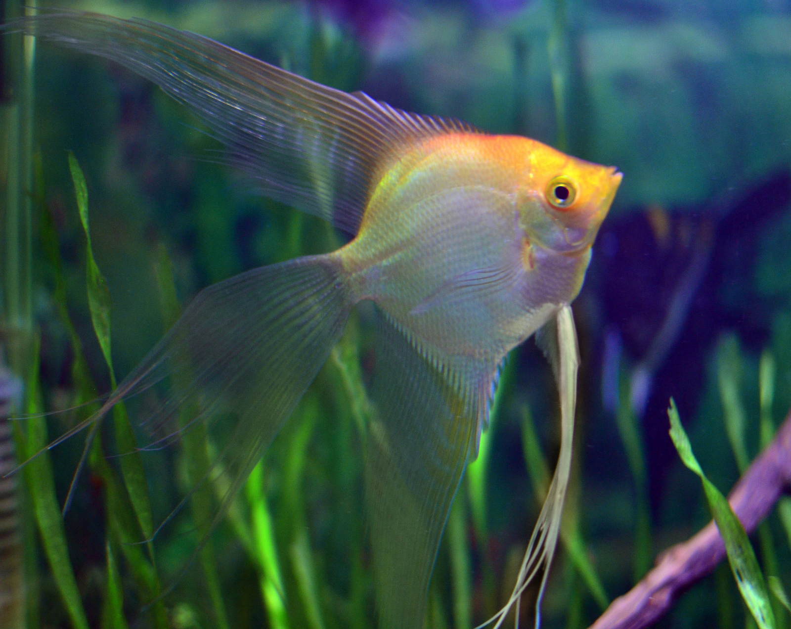 Strains | angelfishbreed