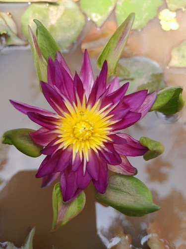 Red Dali | Claypot - Aquaplants