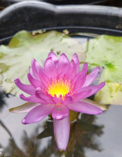 Violicious | Claypot - Aquaplants