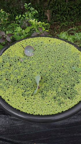 Azolla/Duckweed | Claypot - Aquaplants