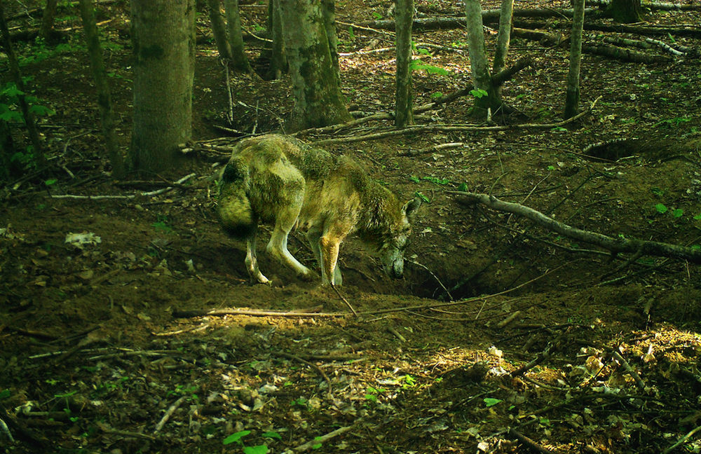 Torn Ear the (un)fortunate wolf mother
