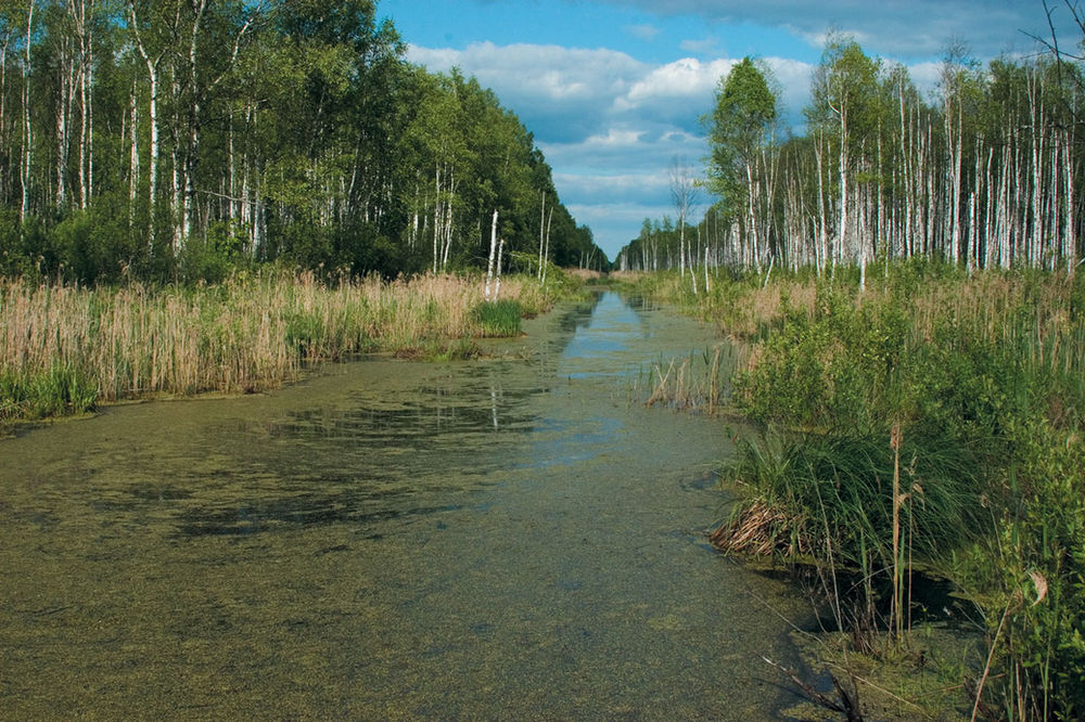 Naliboki Forest as an outstanding natural and historical phenomenon