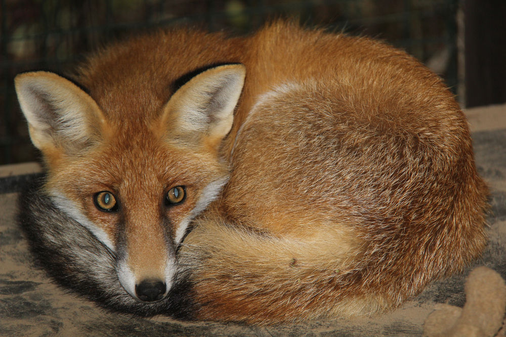 Peculiar fate of Jas'ka the red fox that became our pet