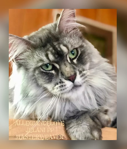 Active Males | MASTERWEAVER Canada’s Polydactyl Maine Coon Judith Schulz, Thunder Bay, Ontario ...