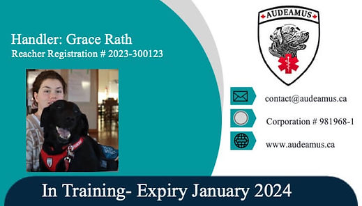 Service Dogs | Audeamus | Dog Directory