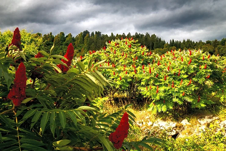 Les saveurs incontournables de l’Iran : le sumac