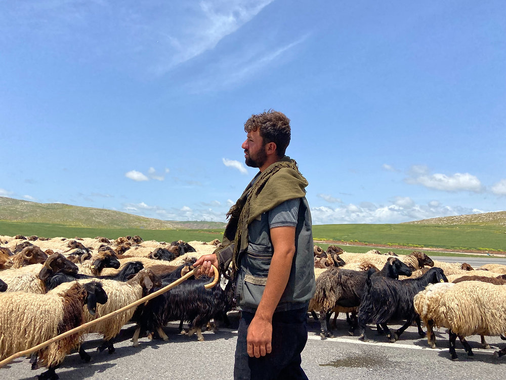 A Good Shepherd for Needy Sheep