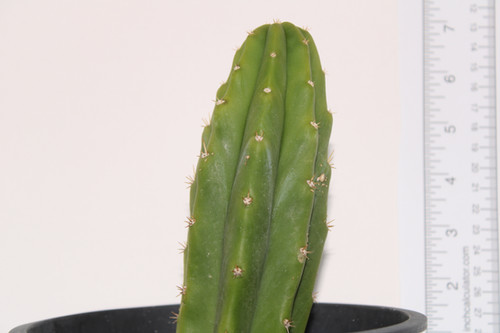 Trichocereus pachanoi 'PC' | Happy Valley Botanic