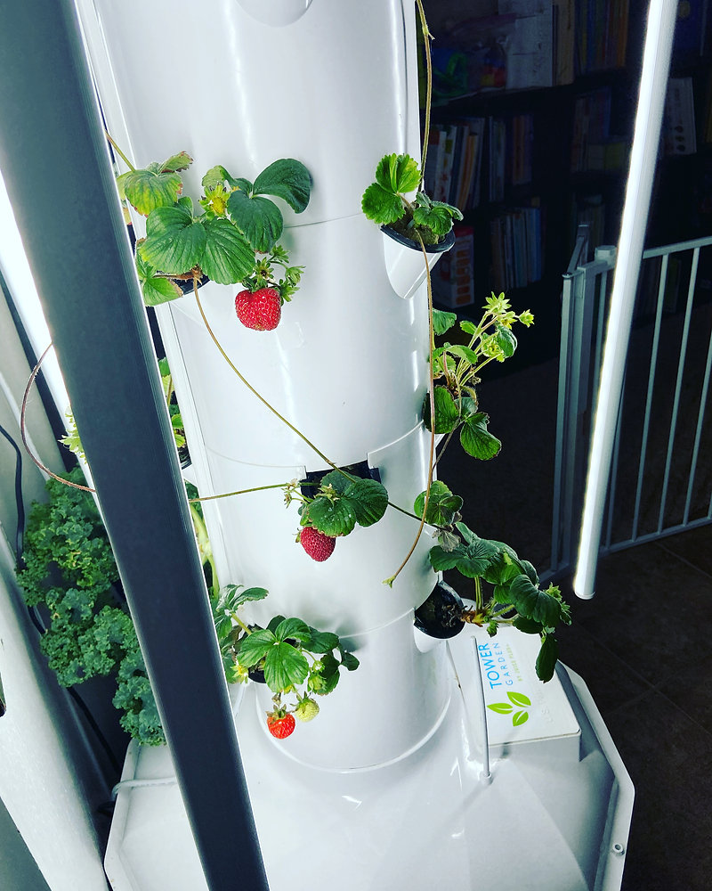 Pollination Lesson Plan Enhancements