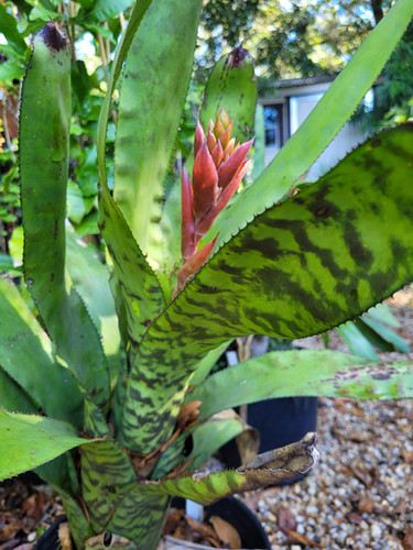 Aechmea 'Bert' (Aechmea orlandiana x fosteriana) Bare Root Cutting ...