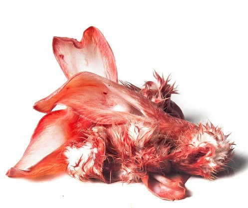 Raw Rabbit Ears x 10 | I Want Pet Foods