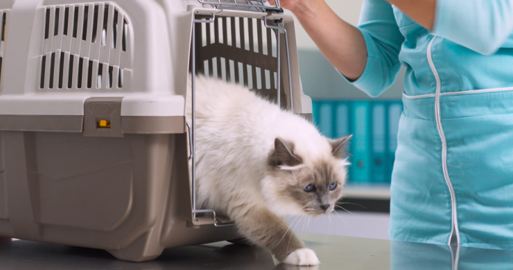 How to Prepare Your Pet for a Vet Visit