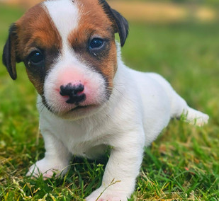 Available Puppies | Georgia Jack Russell Shorties