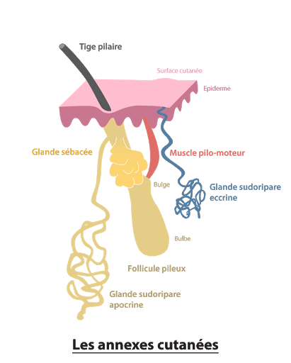 Les glandes sébacée et sudoripare