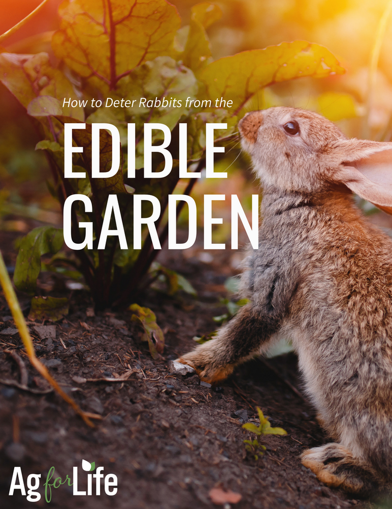 How to Deter Rabbits From the Edible Garden