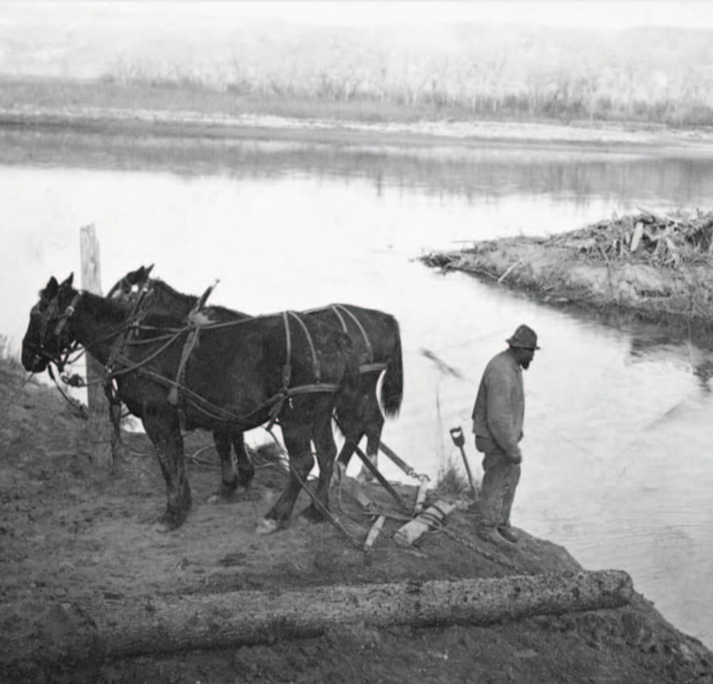 John Ware: Alberta's First Black Cowboy