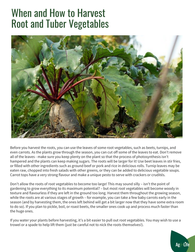 How to Harvest Root and Tuber Vegetables from the Edible Garden