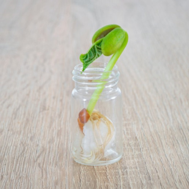 Magic Beans Experiment