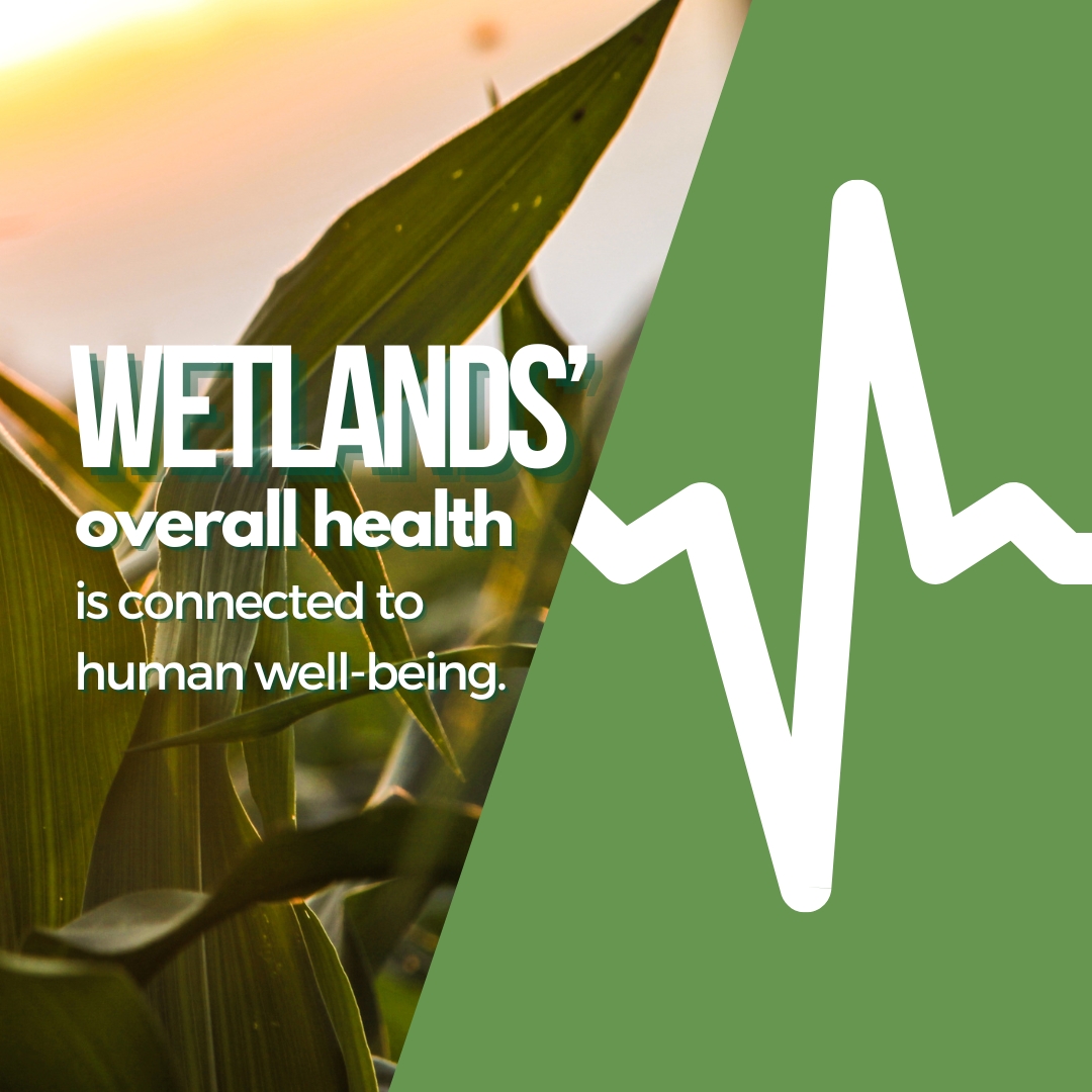 World Wetlands Day — Restoring the kidneys of the Earth